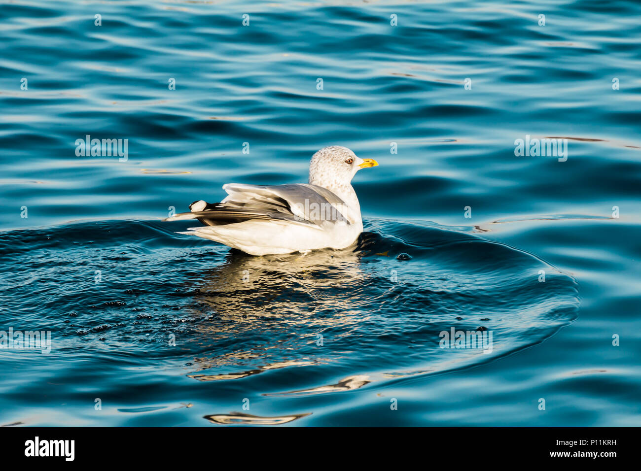 A seagull swimming in deep blue lake water. European herring gulls ...