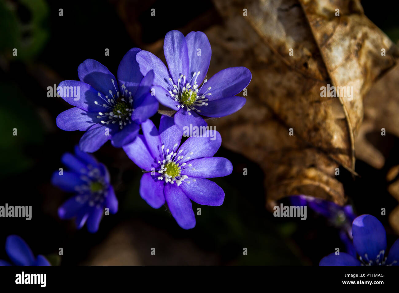 First fresh blue violets in the forest. Blue spring wildflowers ...