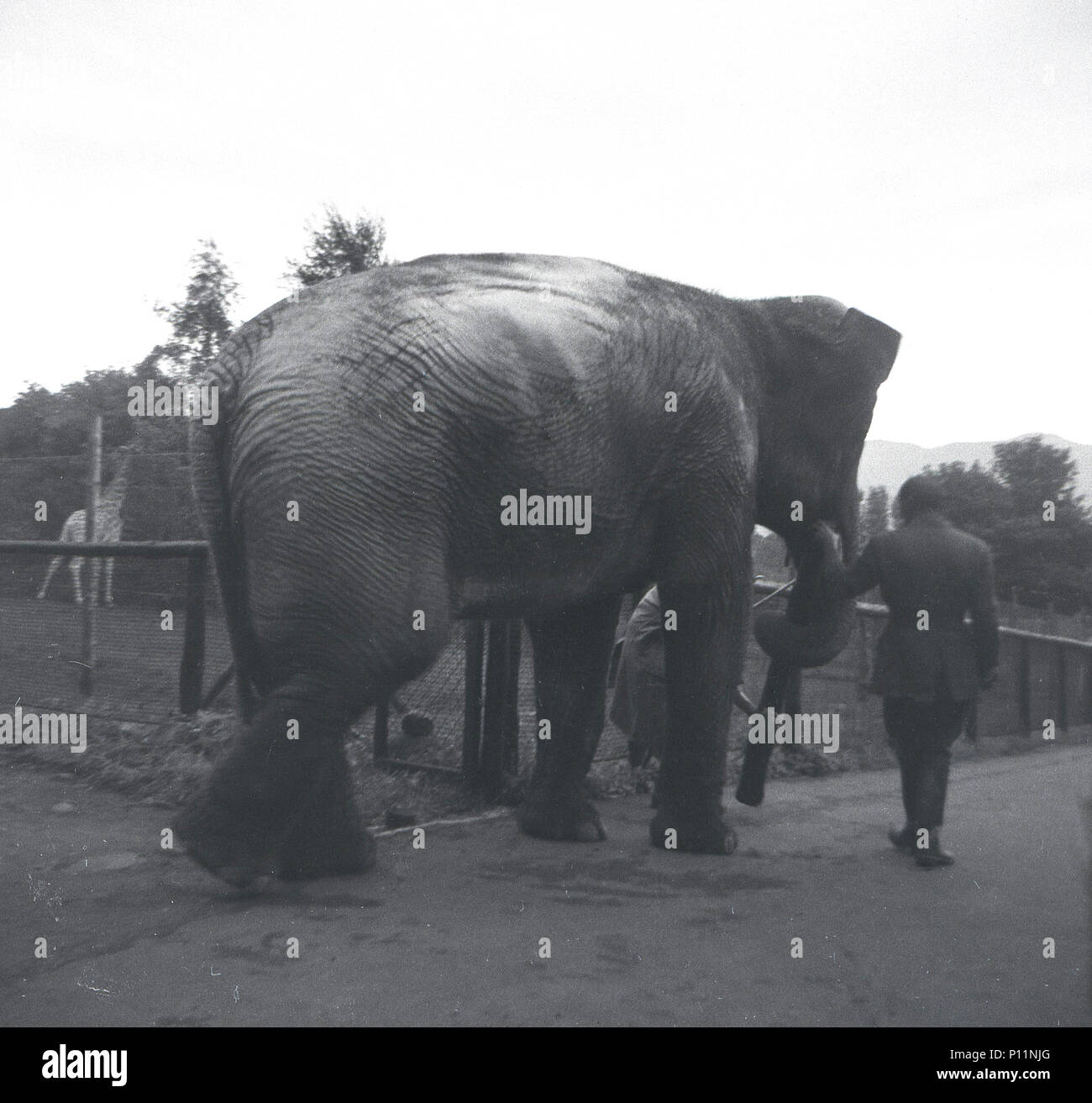 1950, historical picture of an elephant being led by its keeper along a ...