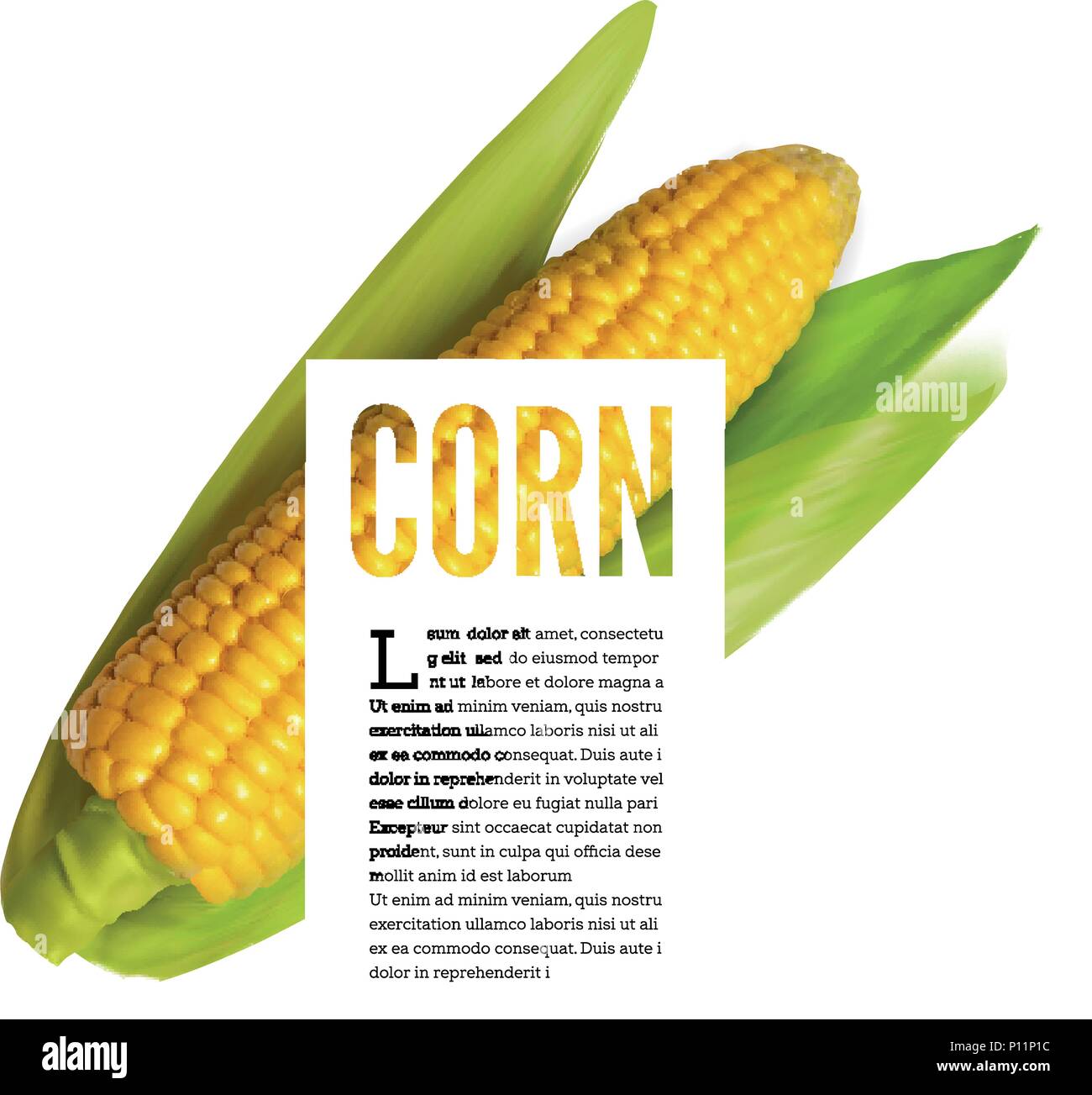 Cover crop corn Cut Out Stock Images & Pictures - Alamy