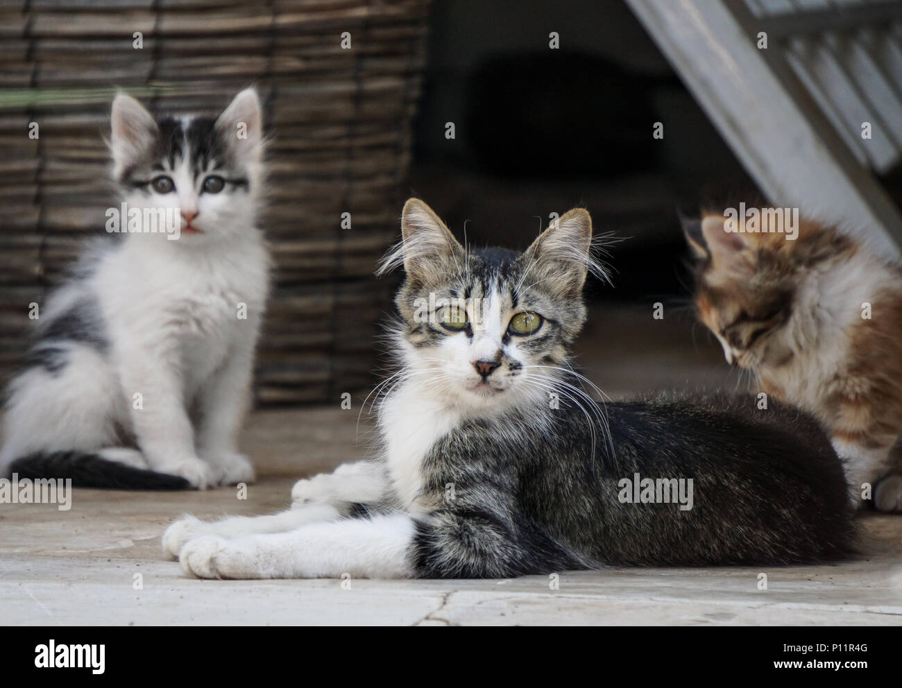 outdoor mother cat with babies Stock Photo - Alamy