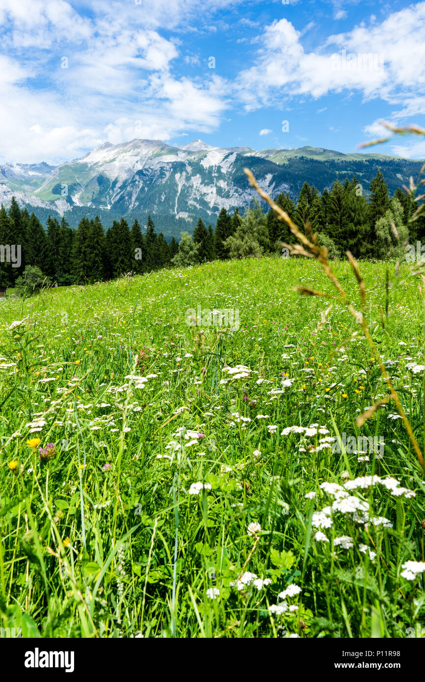 flowers in meadow alps landscape in summer flims switzerland Stock ...