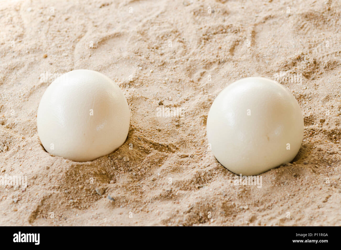 Ostrich eggs on sand background Stock Photo - Alamy