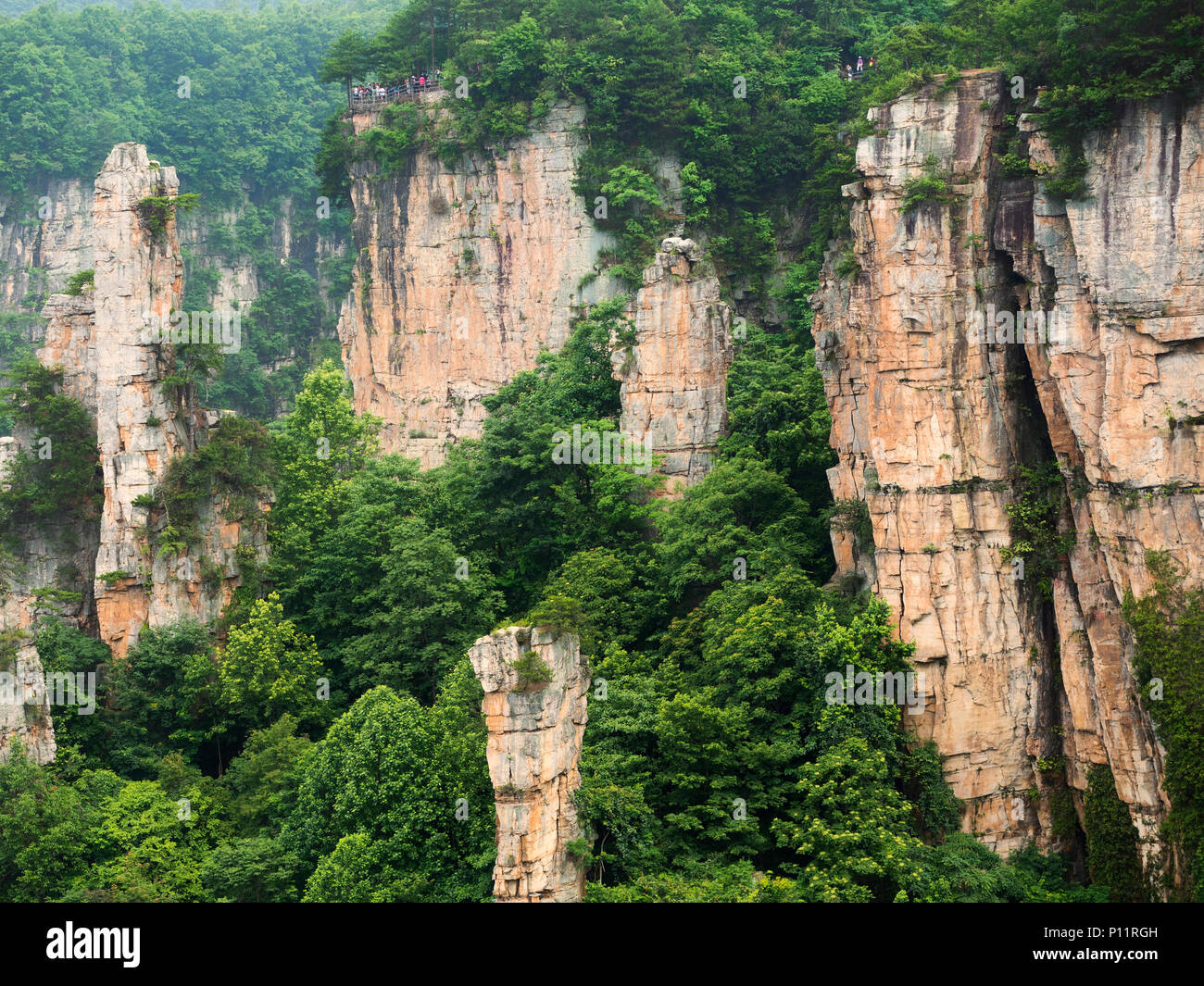 Tianzi Mountain column karst at Wulingyuan Scenic Area, Zhangjiajie ...
