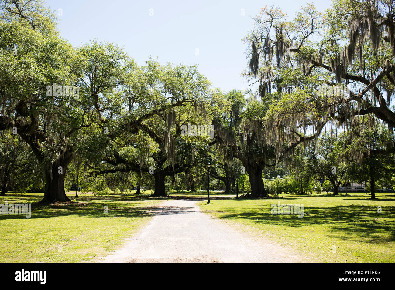Historic oak trees in Audubon Park, New Orleans, Louisiana Stock Photo ...