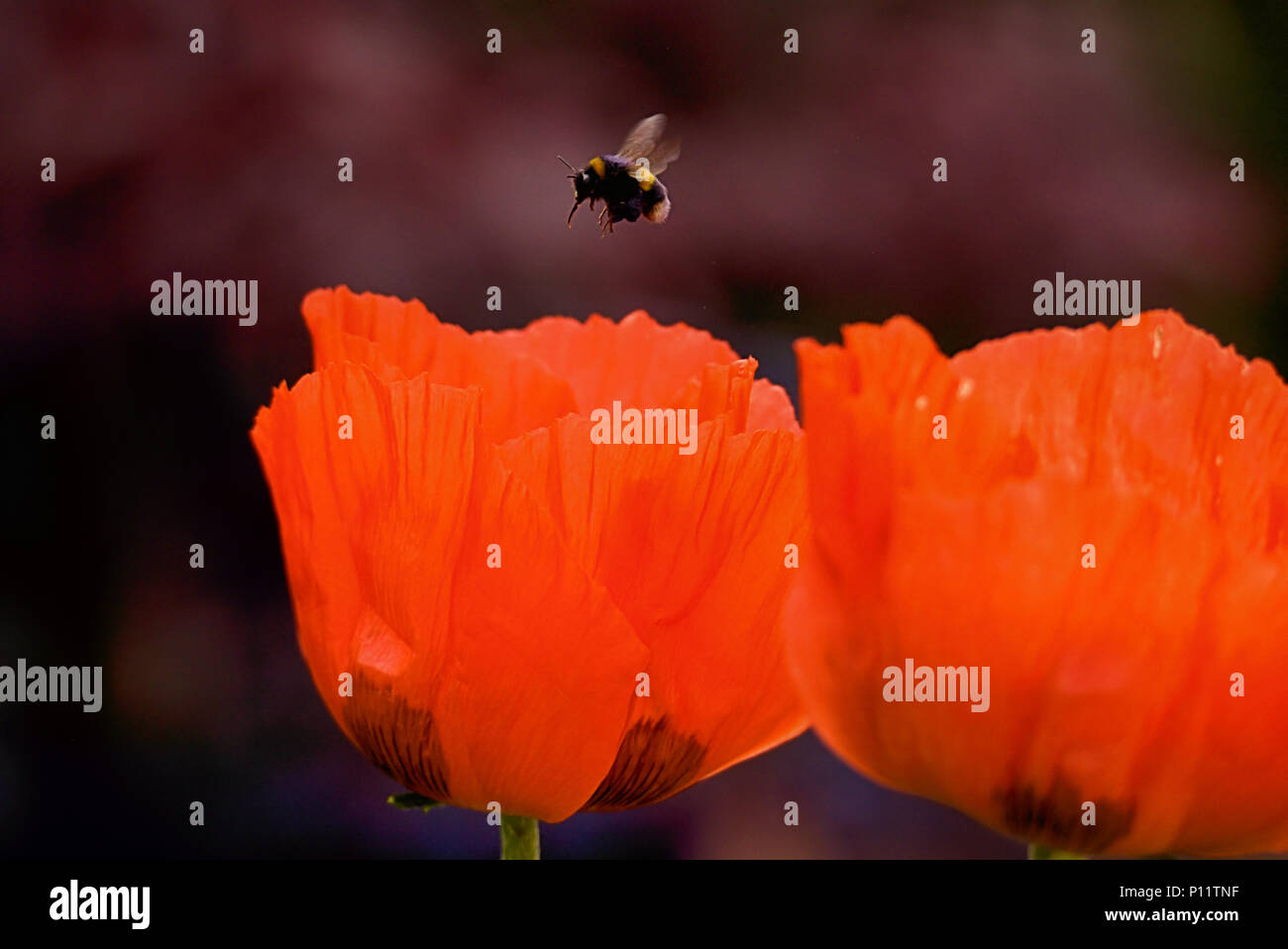 Bumble bee hovering over flower hi-res stock photography and images - Alamy