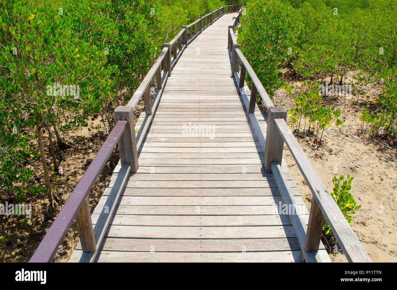 Wooden path in mangrove forest Stock Photo - Alamy