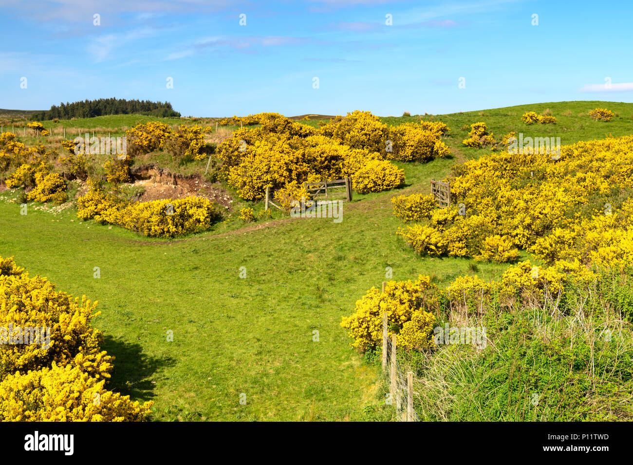 Gorse bushes, Ulex europaeus, on the banks of the Halladale River in ...
