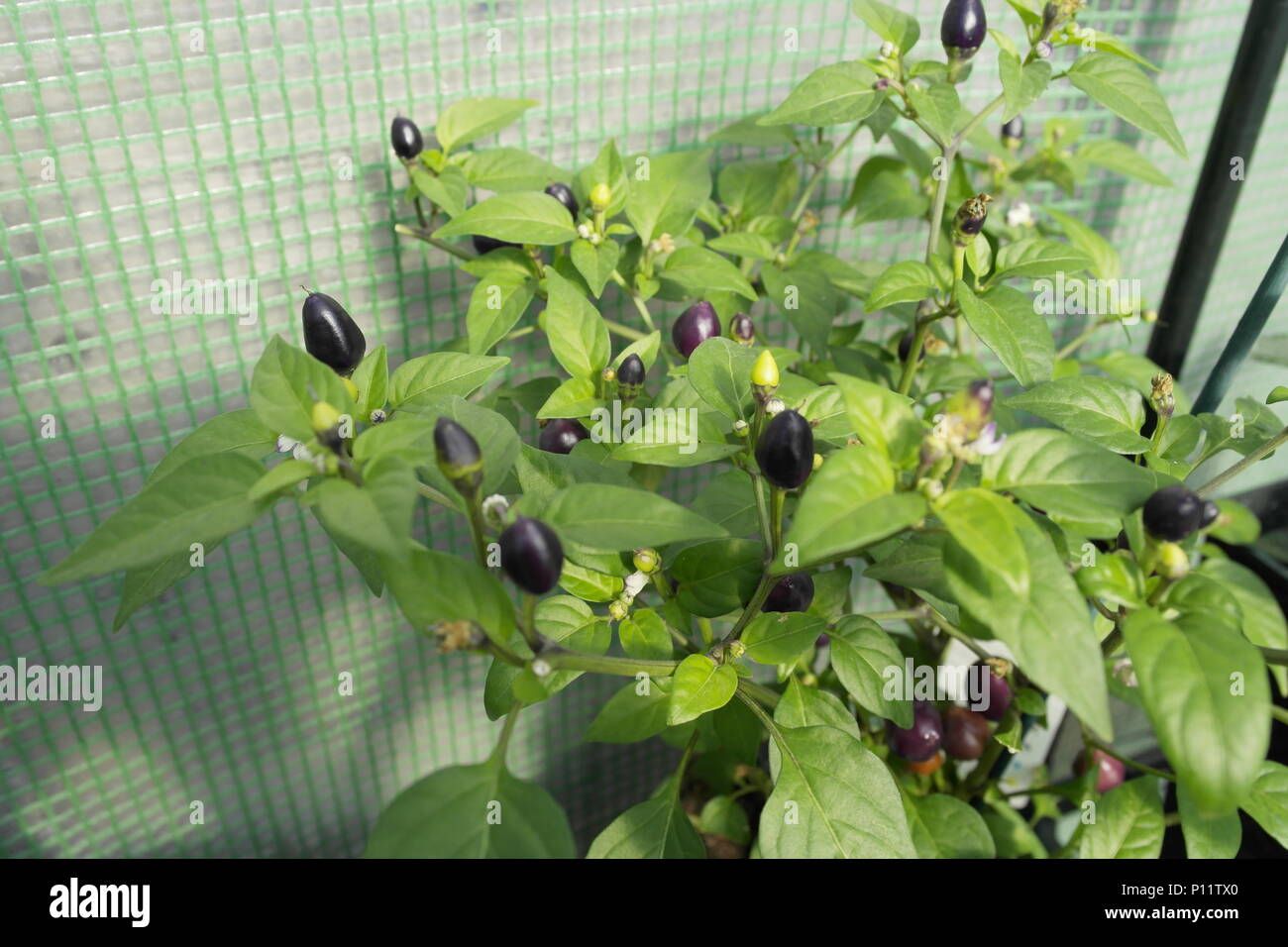 Purple chillies plant hi-res stock photography and images - Alamy