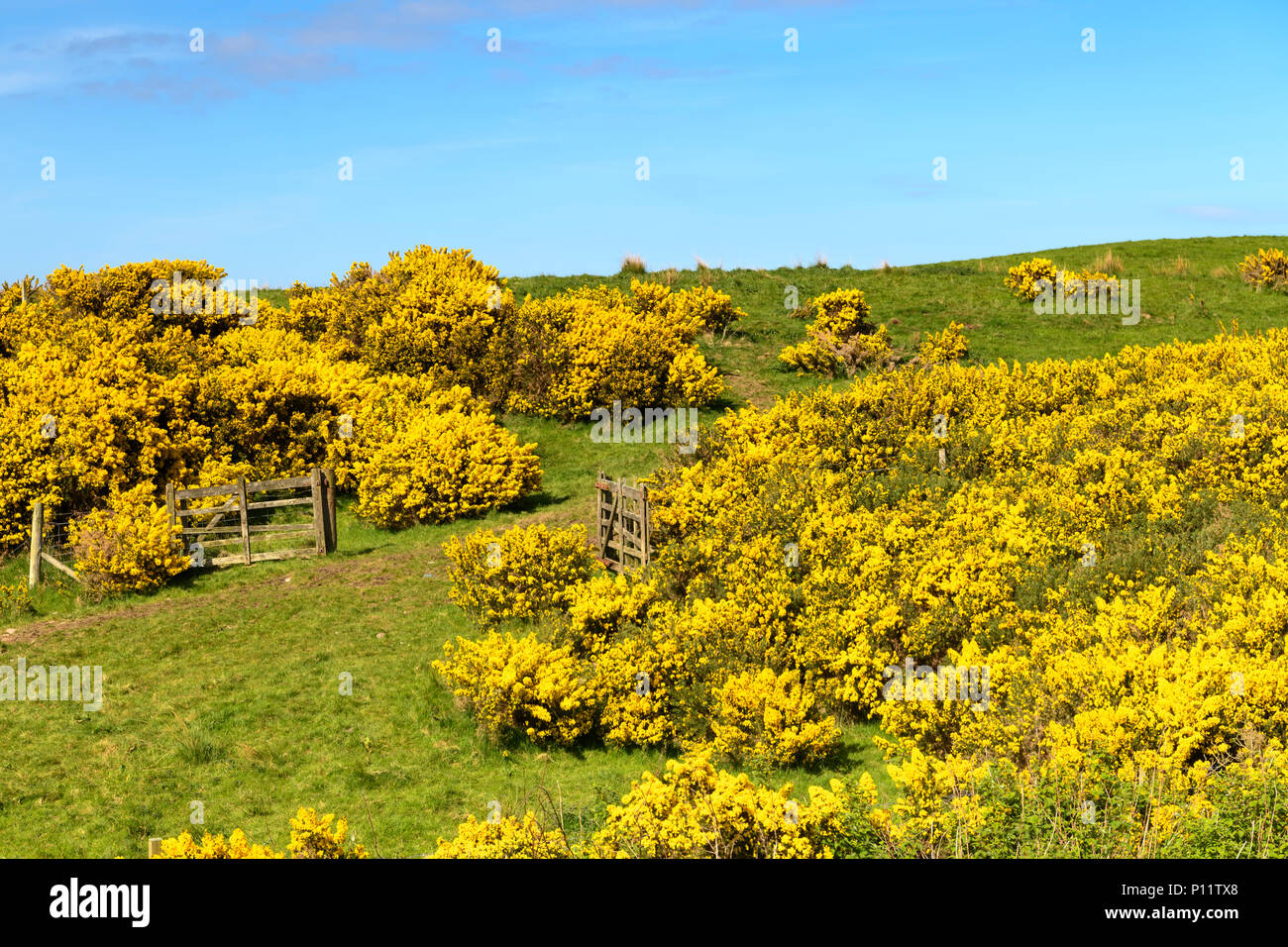 Whin bushes hi-res stock photography and images - Alamy