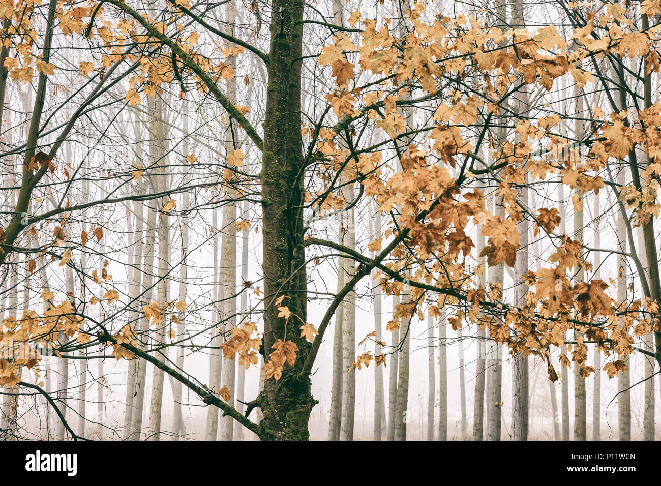 Murieta High Resolution Stock Photography and Images - Alamy