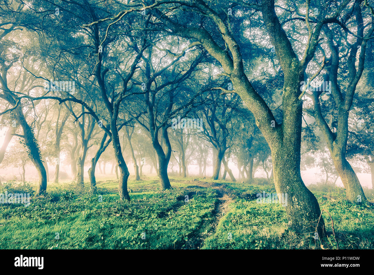 Oak Tree Grove Stock Photos & Oak Tree Grove Stock Images - Alamy
