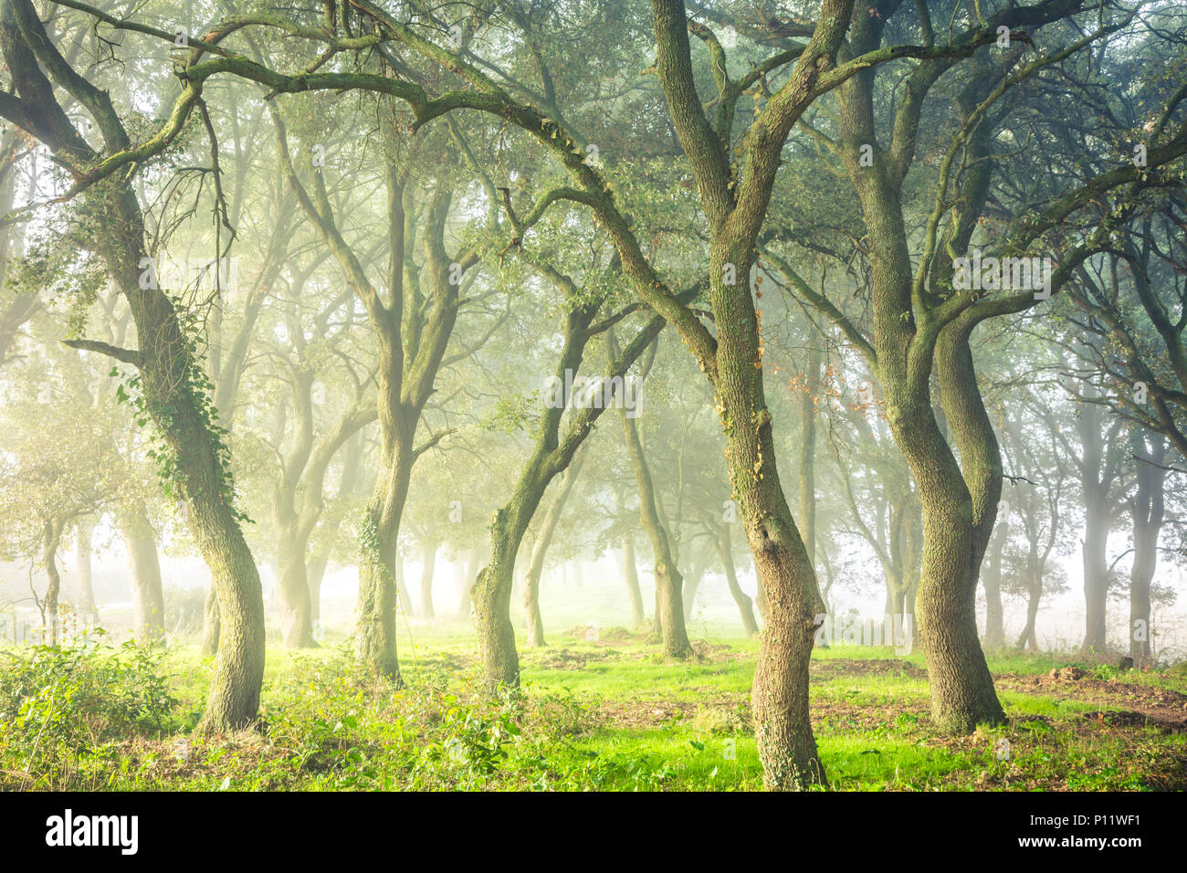 Oak grove hi-res stock photography and images - Alamy