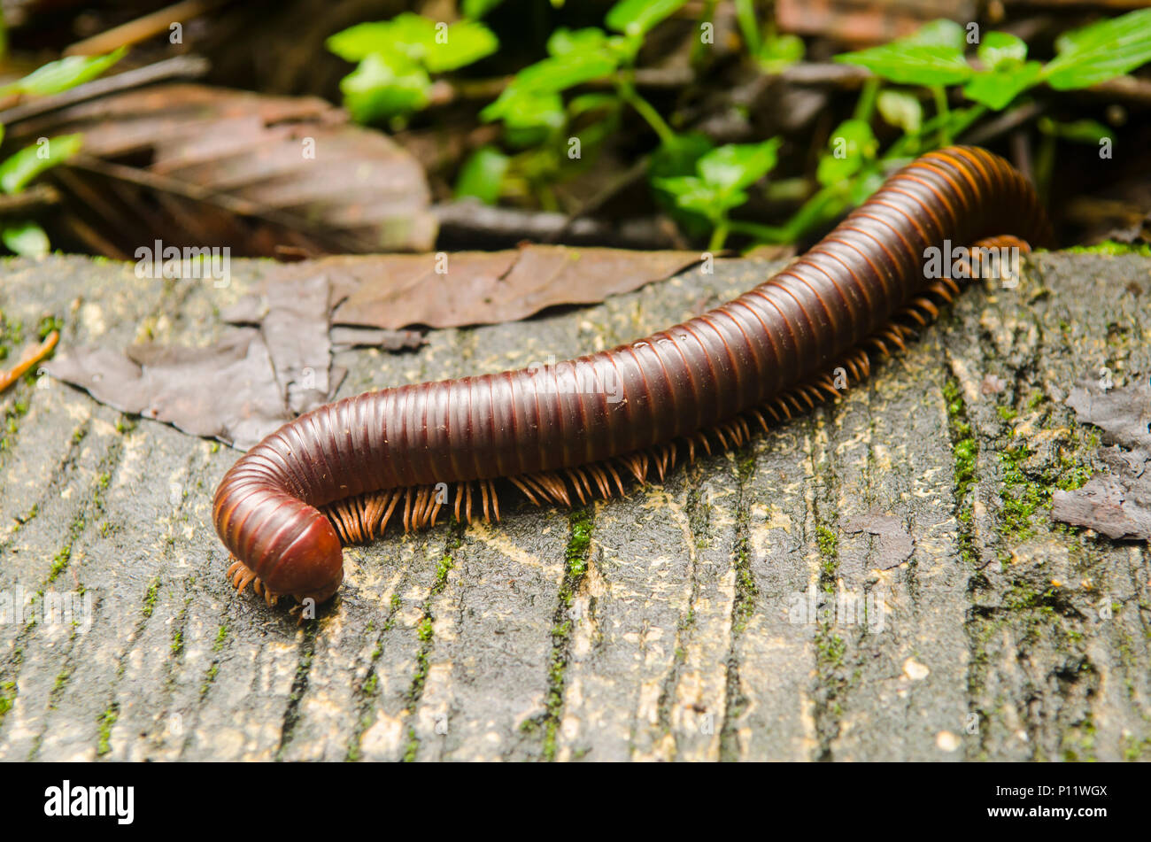Giant millipede in the tropical jungle forest, Thailand Stock Photo - Alamy