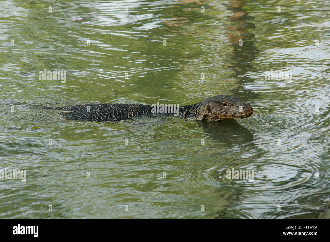 water monitor in the field of river Stock Photo - Alamy