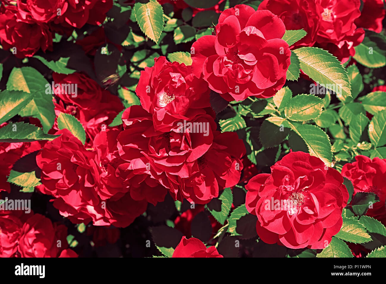 Rosebush in sunlight hi-res stock photography and images - Alamy