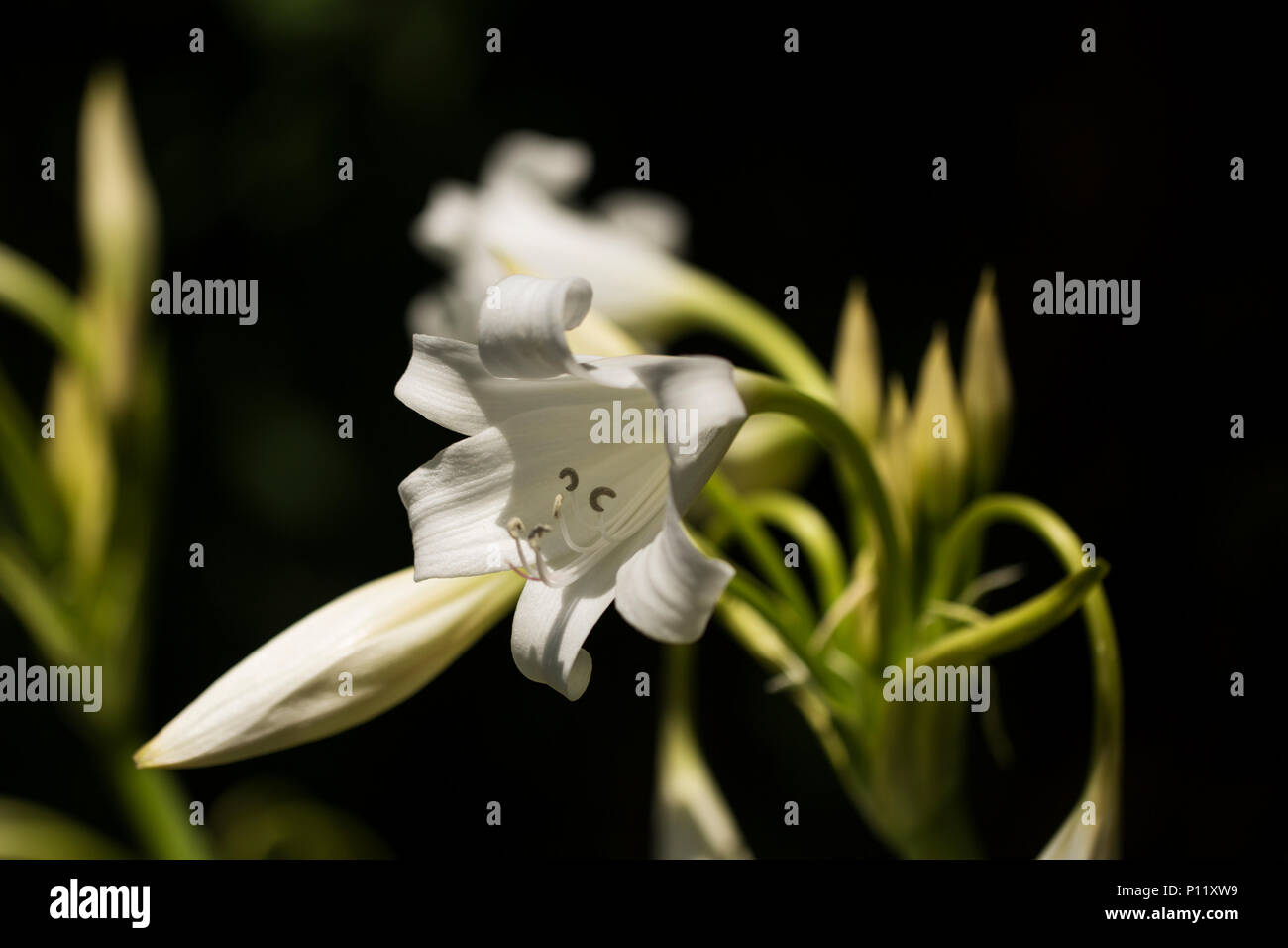 White crinum lily hi-res stock photography and images - Alamy