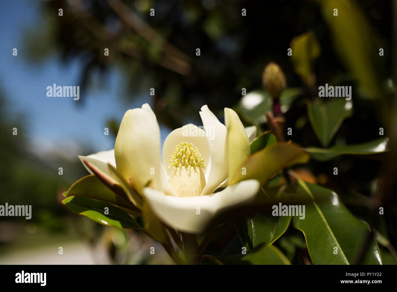 Yellow fraser magnolia (Magnolia fraseri) blooming in the spring in New ...