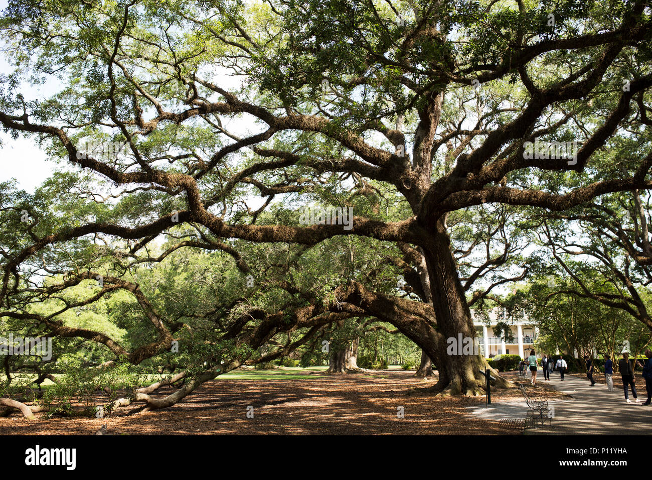 Plantation mansion oak tree hi-res stock photography and images - Alamy