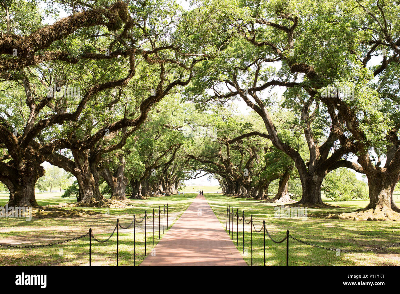The historic oak trees at Oak Alley Plantation in Vacherie, Louisiana ...