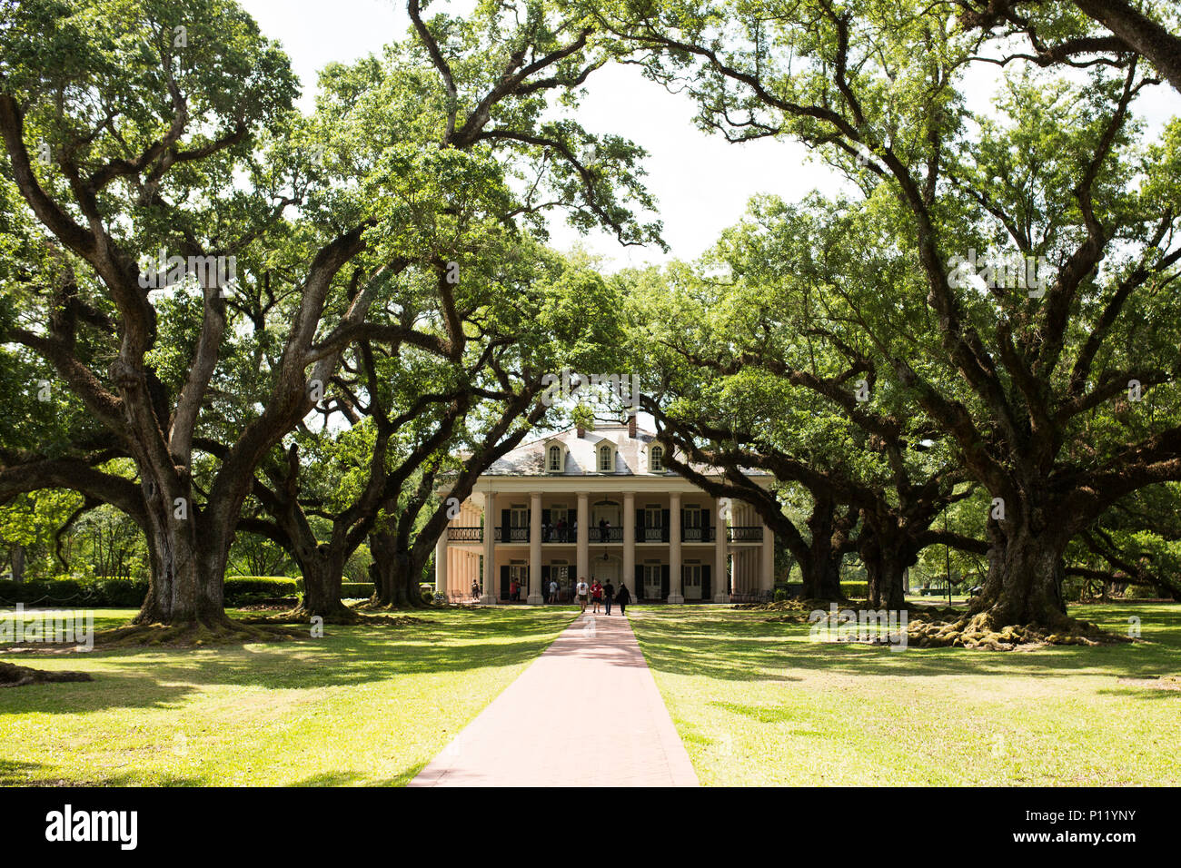 The historic oak trees leading to the Big House at Oak Alley Plantation ...