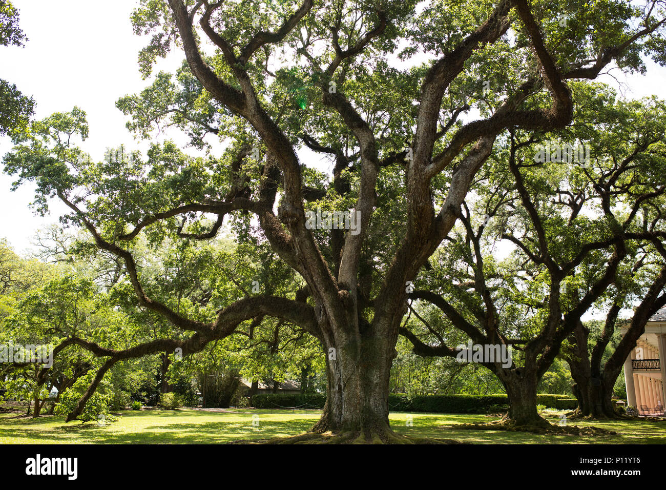 The historic oak trees at Oak Alley Plantation in Vacherie, Louisiana ...