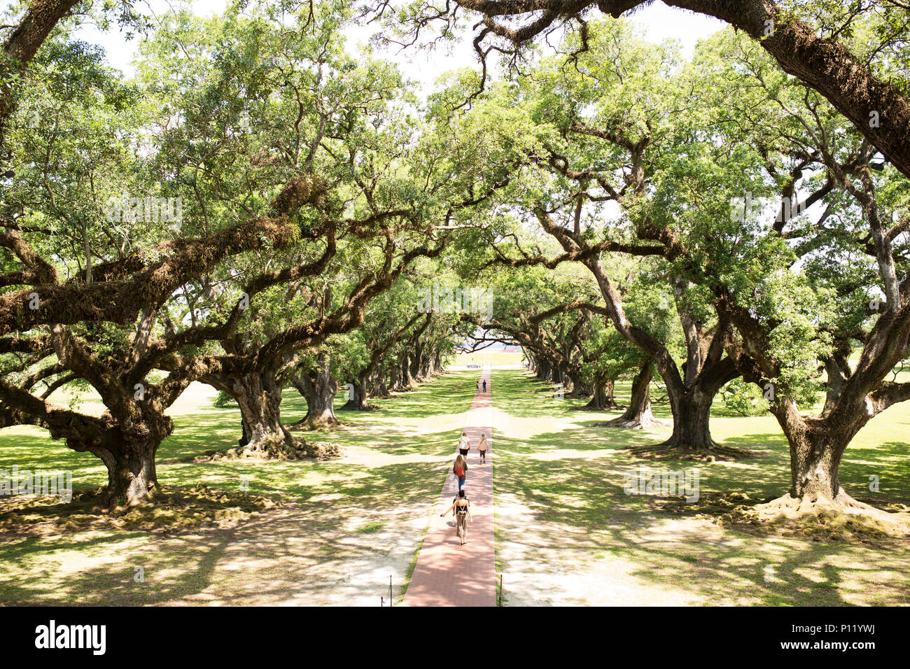 The historic oak trees at Oak Alley Plantation in Vacherie, Louisiana ...