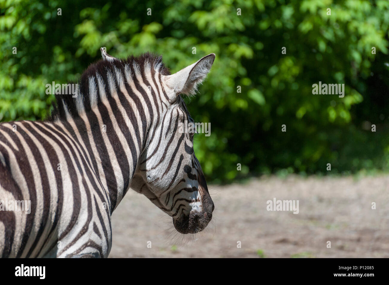 Zebra Close Up High Resolution Stock Photography and Images - Alamy