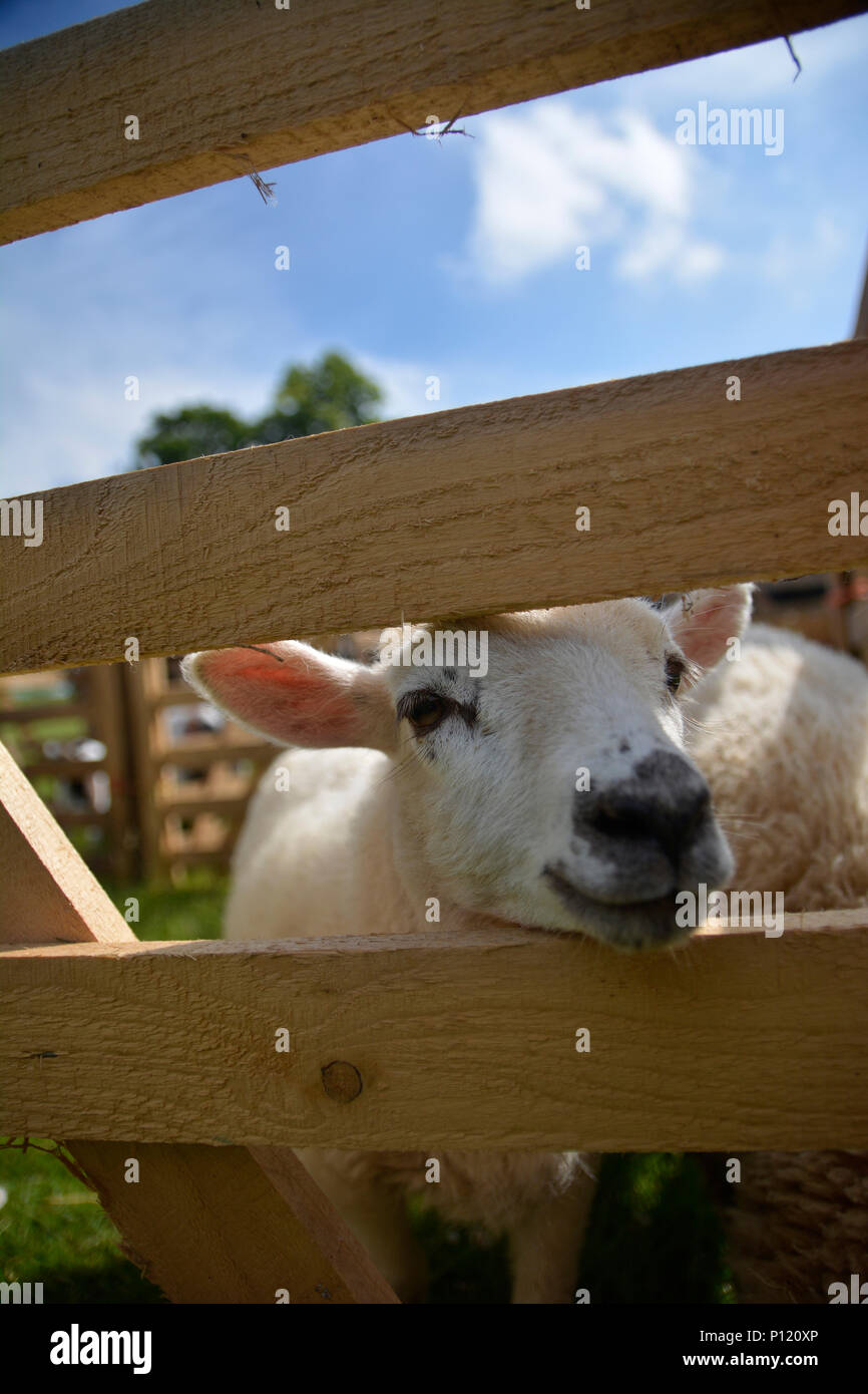 Cute lamb looking through a gate at Courteenhall House ...