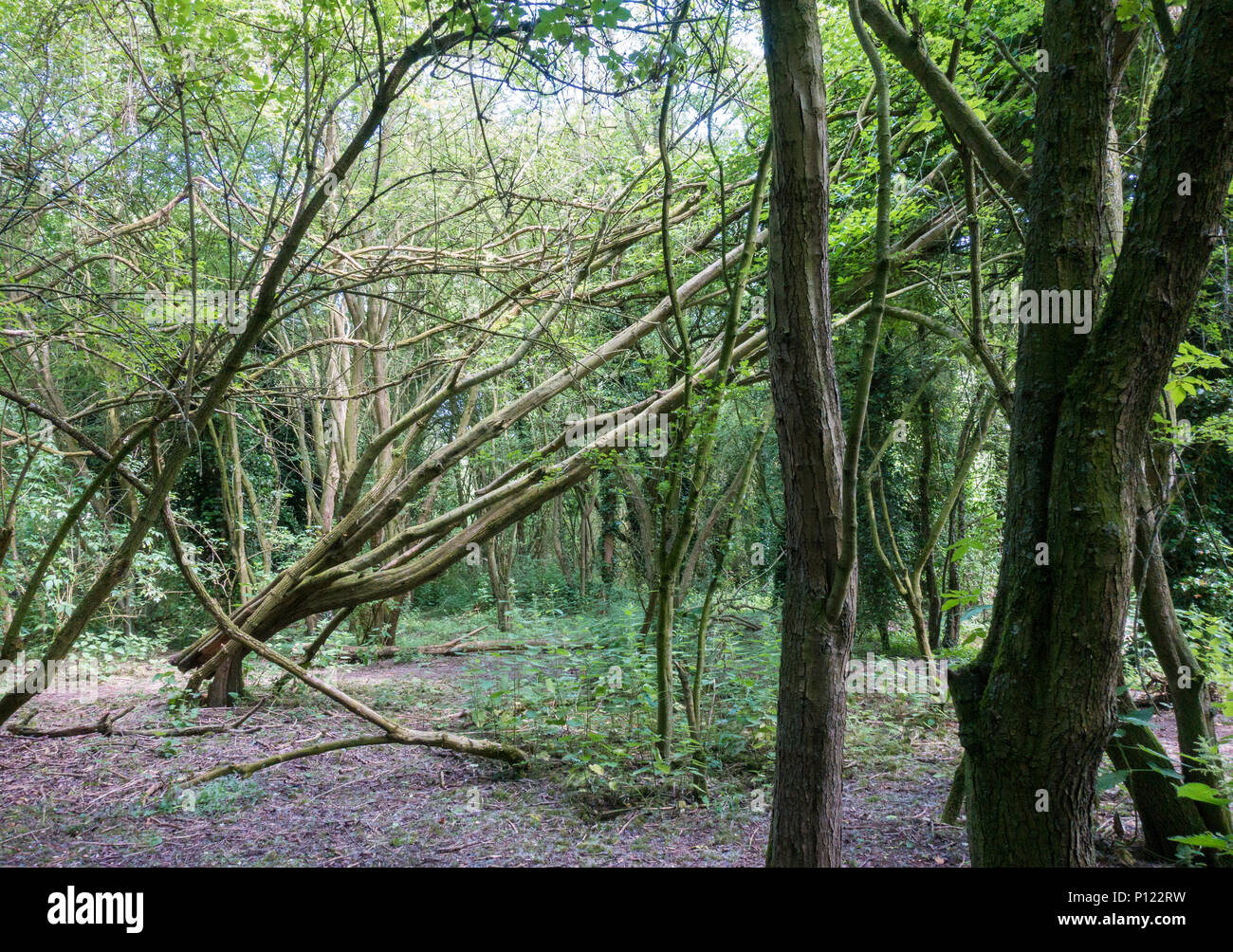 Rotten fallen tree hi-res stock photography and images - Alamy