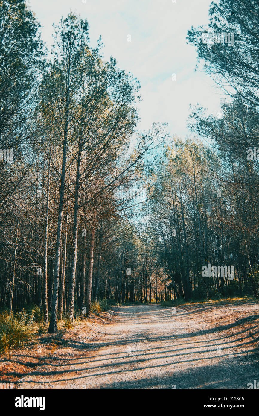 Straight road in the middle of trees in the nature Stock Photo - Alamy