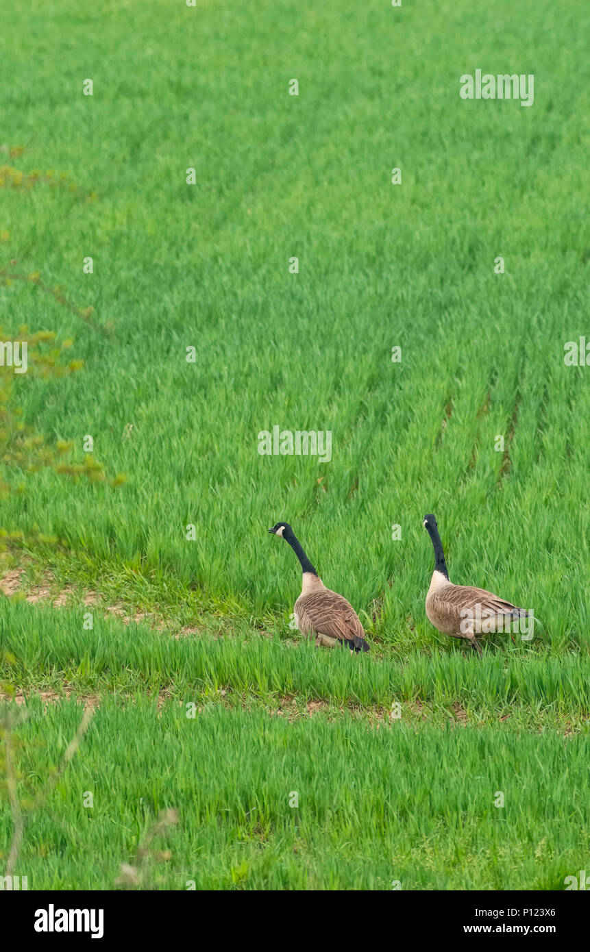 Farmland wild geese hi-res stock photography and images - Alamy
