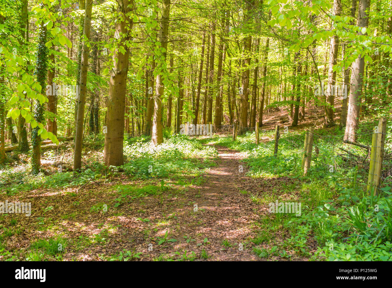 Credenhill wood hi-res stock photography and images - Alamy