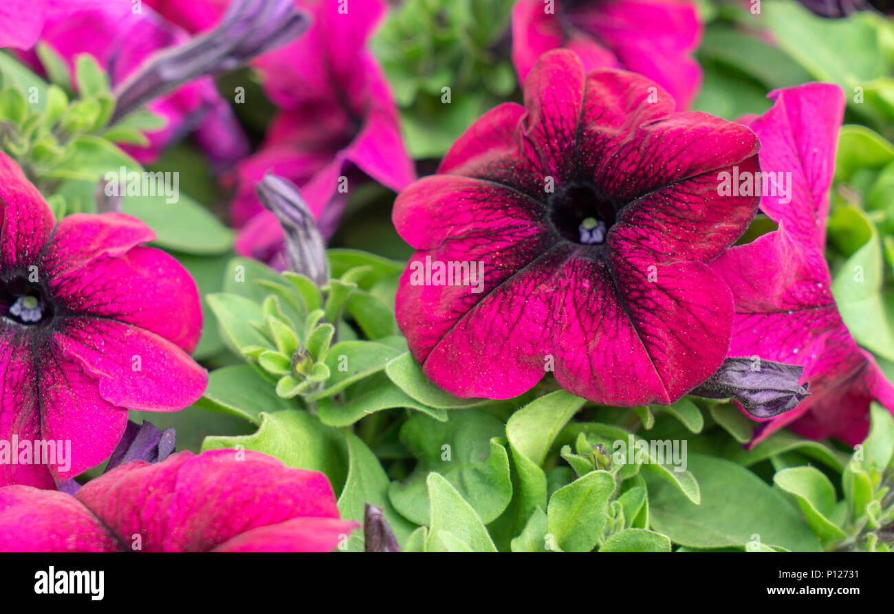Natural flowers in garden Stock Photo - Alamy