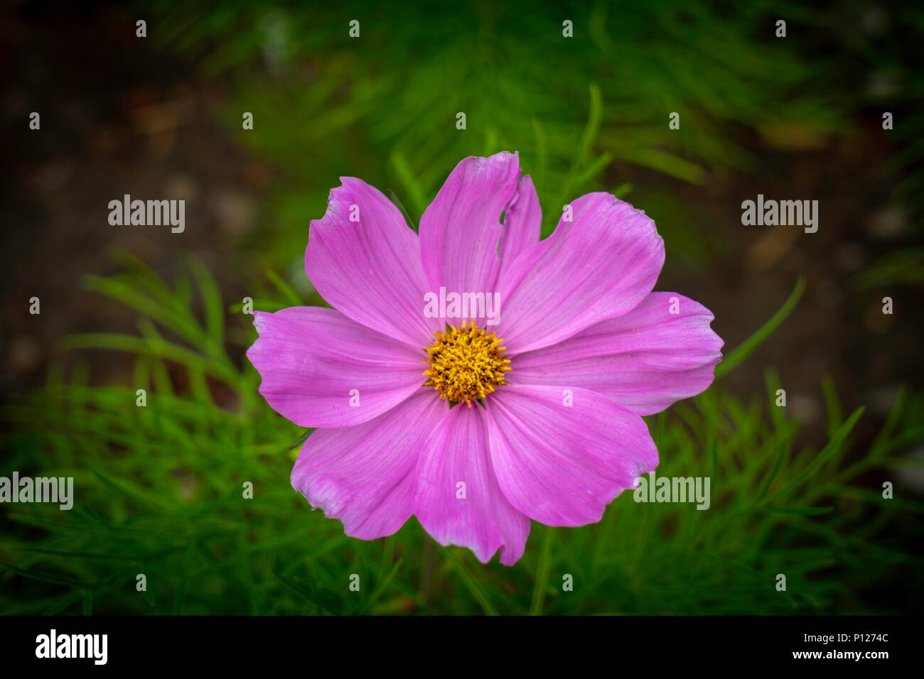 Natural flowers in garden Stock Photo - Alamy