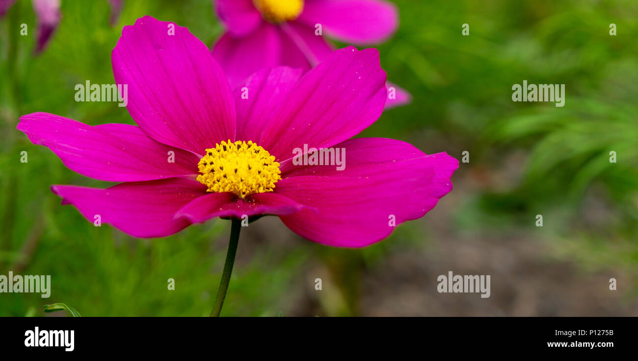 Natural flowers in garden Stock Photo - Alamy