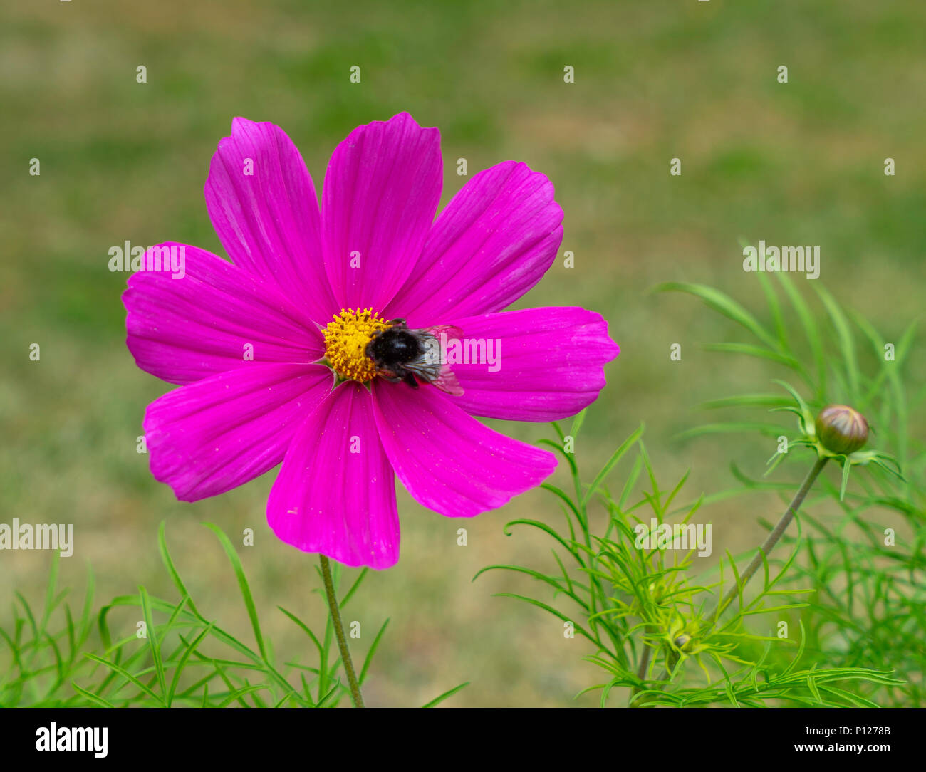 Natural flowers in garden Stock Photo - Alamy