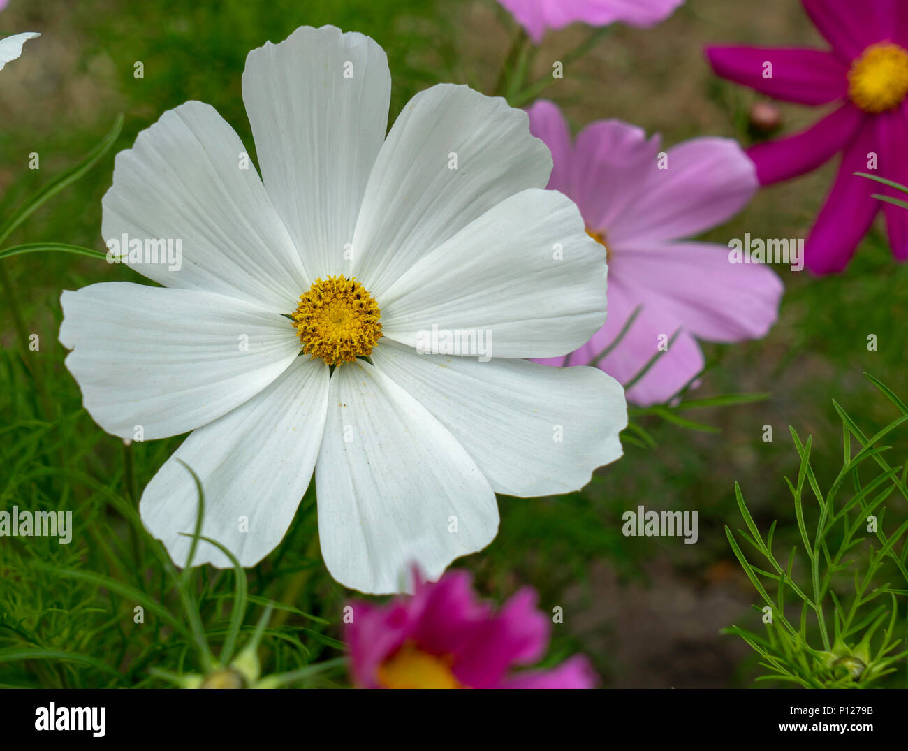Natural flowers in garden Stock Photo - Alamy
