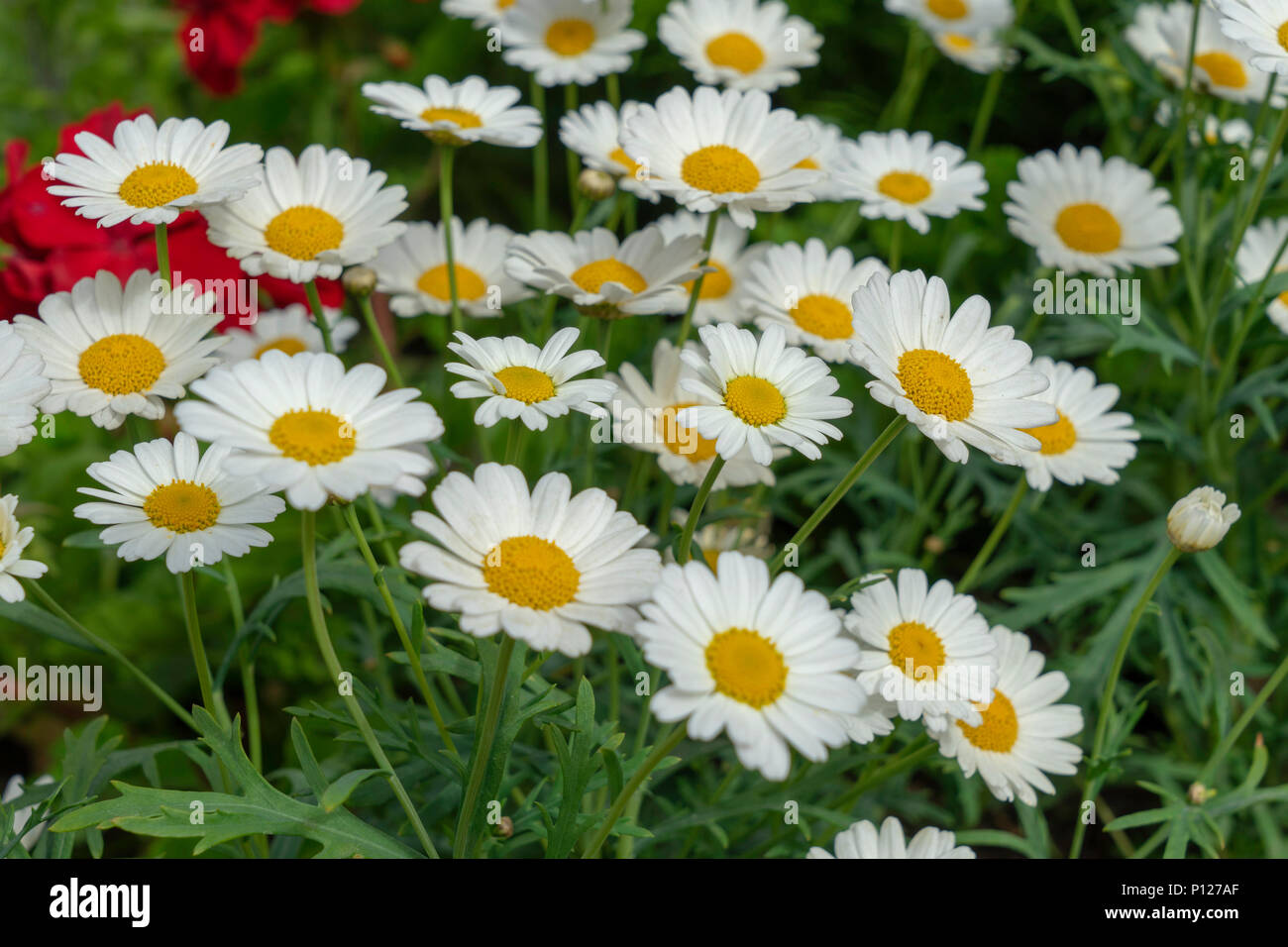 Blumen mix hi-res stock photography and images - Alamy
