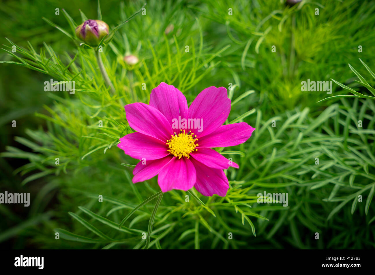 Natural flowers in garden Stock Photo - Alamy