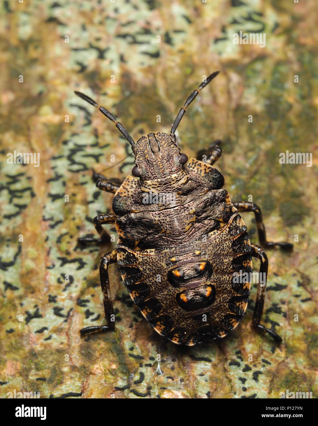 Red legged shieldbug nymph hi-res stock photography and images - Alamy