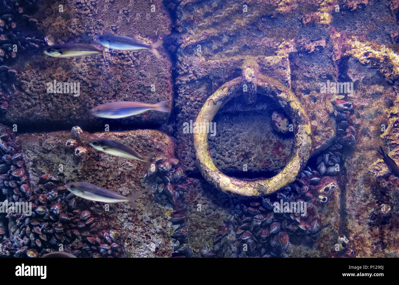 underwater anchor background flooded old dock stone purple wall fishes ...