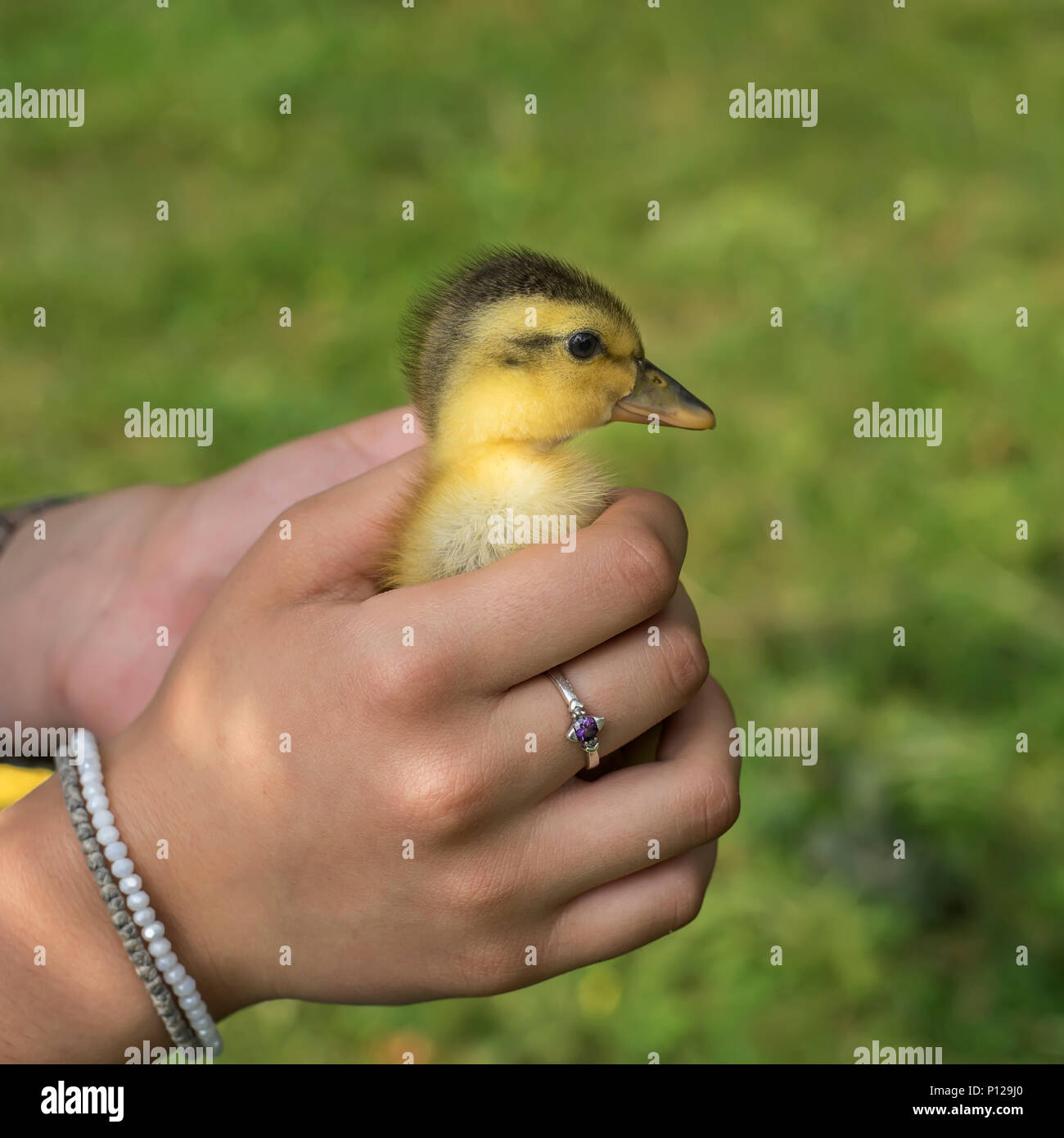 Fluffy duckling hi-res stock photography and images - Alamy
