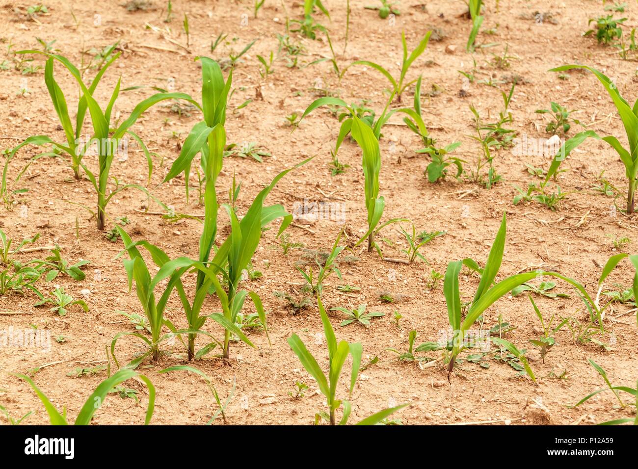 Young corn plant. Dry field with corn. Waiting for the rain ...