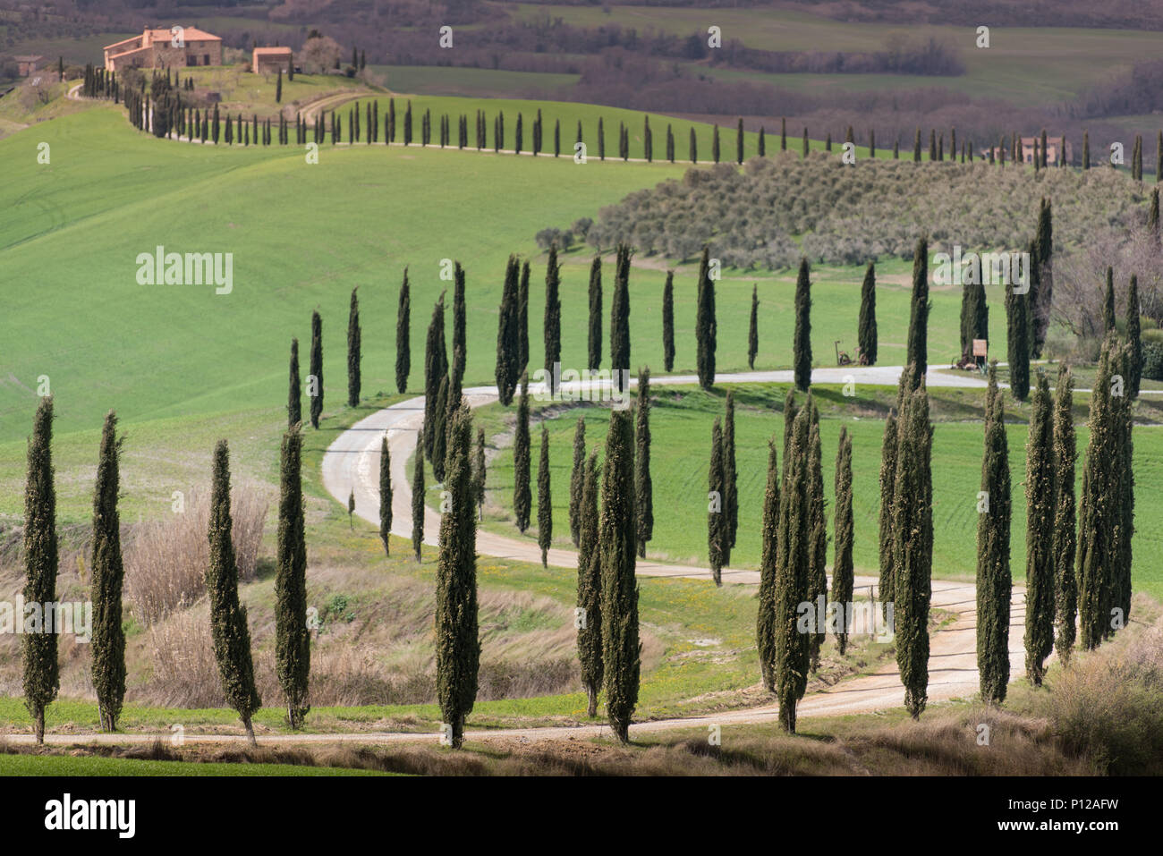 Cypress lined hi-res stock photography and images - Alamy