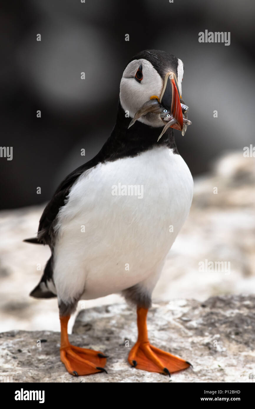 Puffin walking wildlife hi-res stock photography and images - Alamy