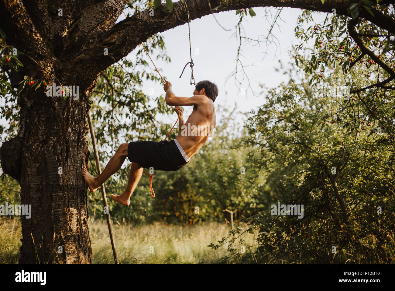 young adventurous man climbing up a cherry tree on a hot summer day ...