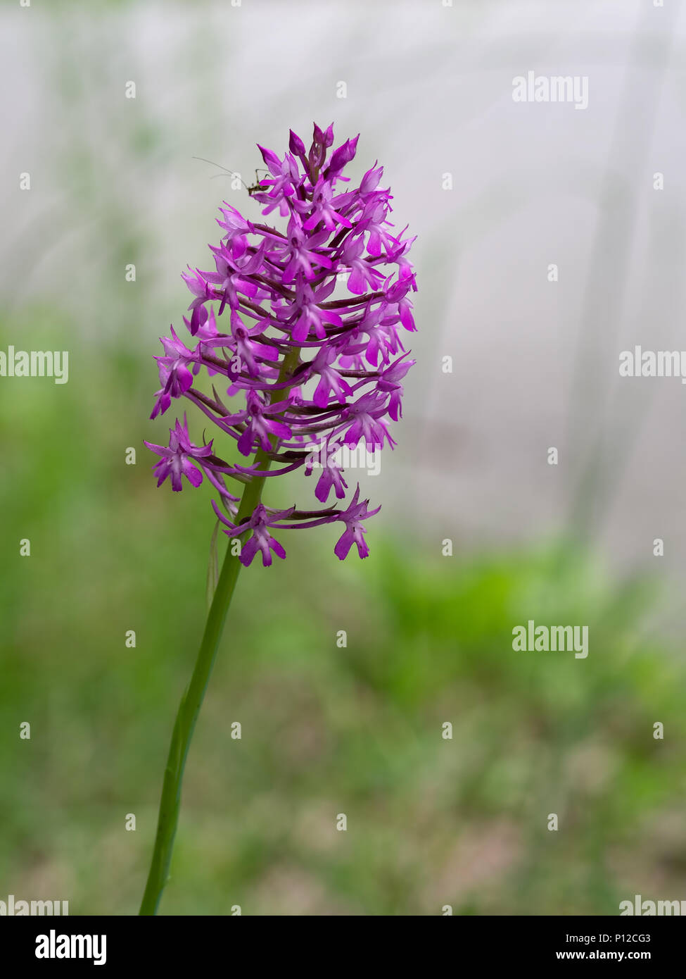 Orchid pyramidal anacamptis pyramidalis hi-res stock photography and ...