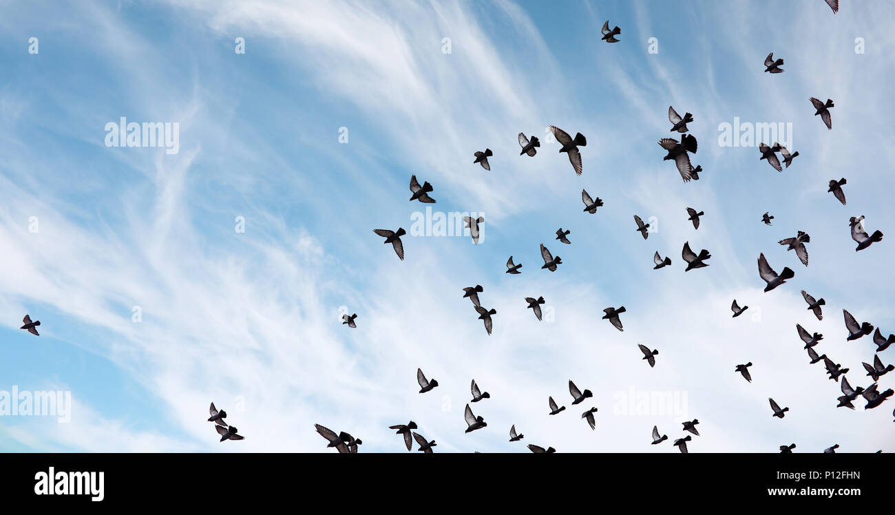 A flock of pigeons flies across the sky. Birds fly against the sky. A ...