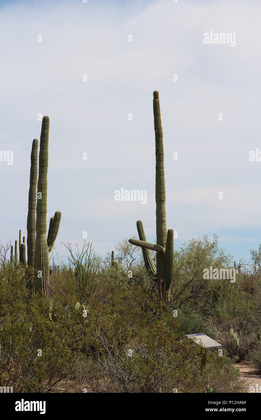 Funny shaped cacti hi-res stock photography and images - Alamy